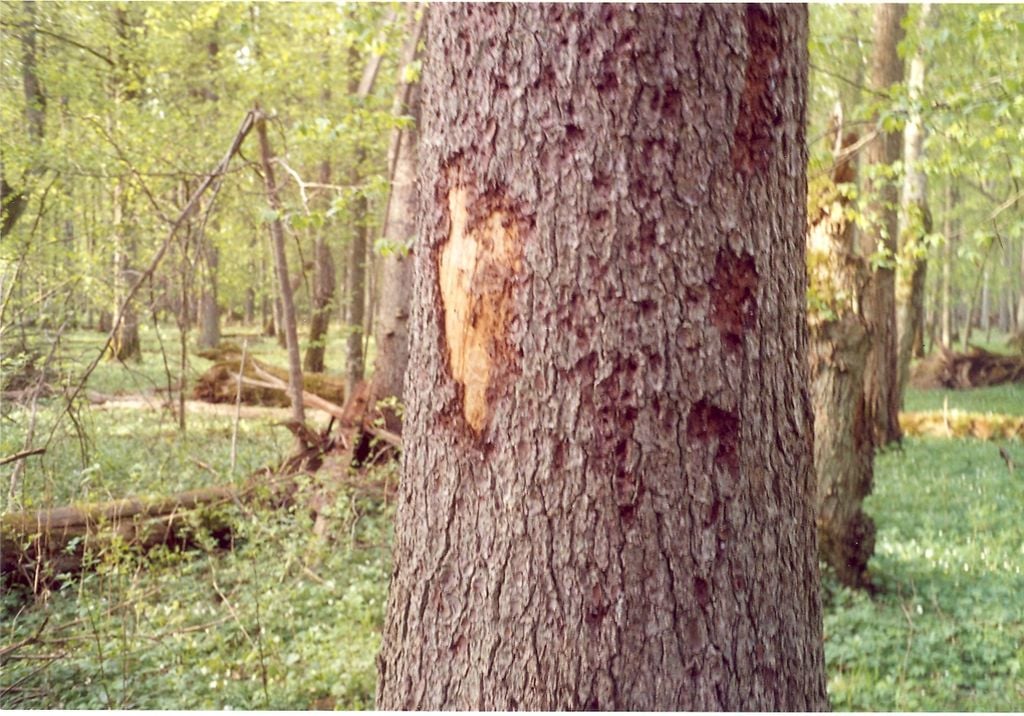 4 Common Pine Tree Problems and What to Do About Them