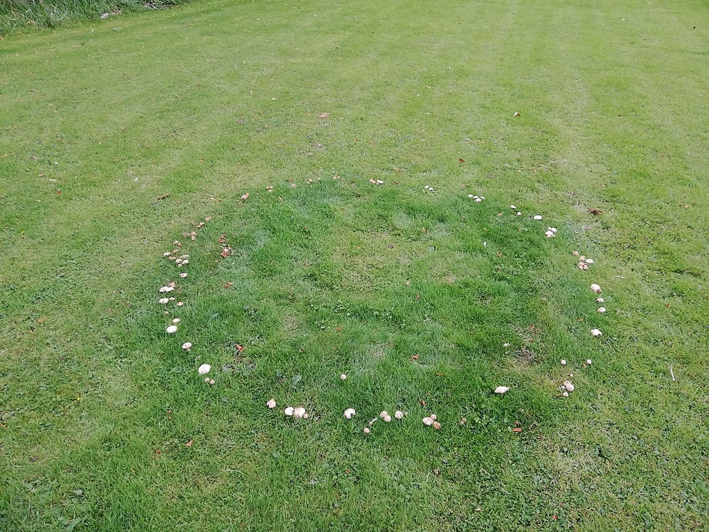 What Causes Fairy Ring Lawn Disease & How Do You Treat it?