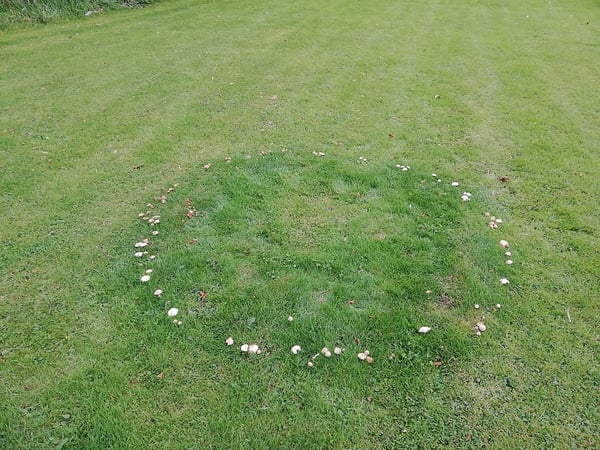 What Causes Fairy Ring Lawn Disease & How Do You Treat it?