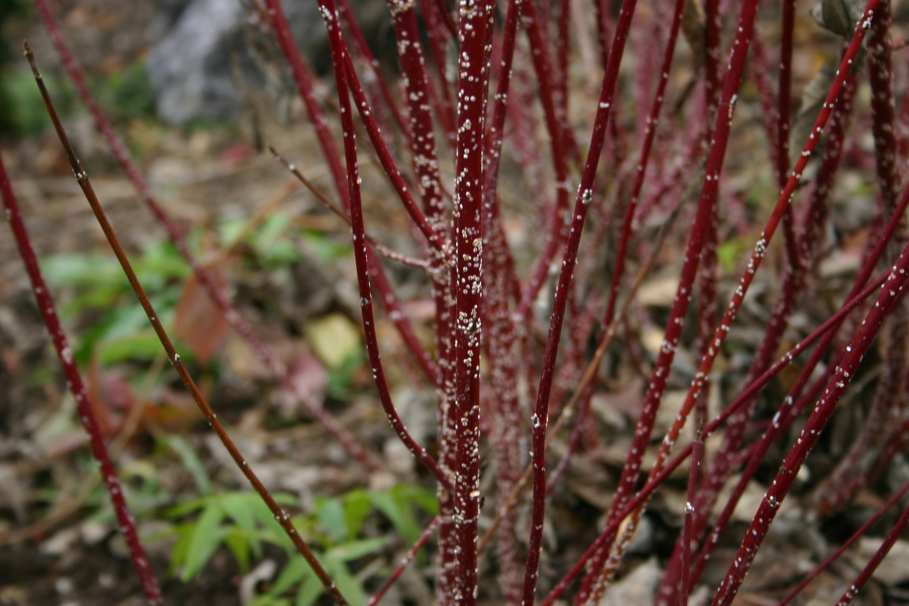 Scale on Trees and Shrubs: Identification, Treatment, & Prevention