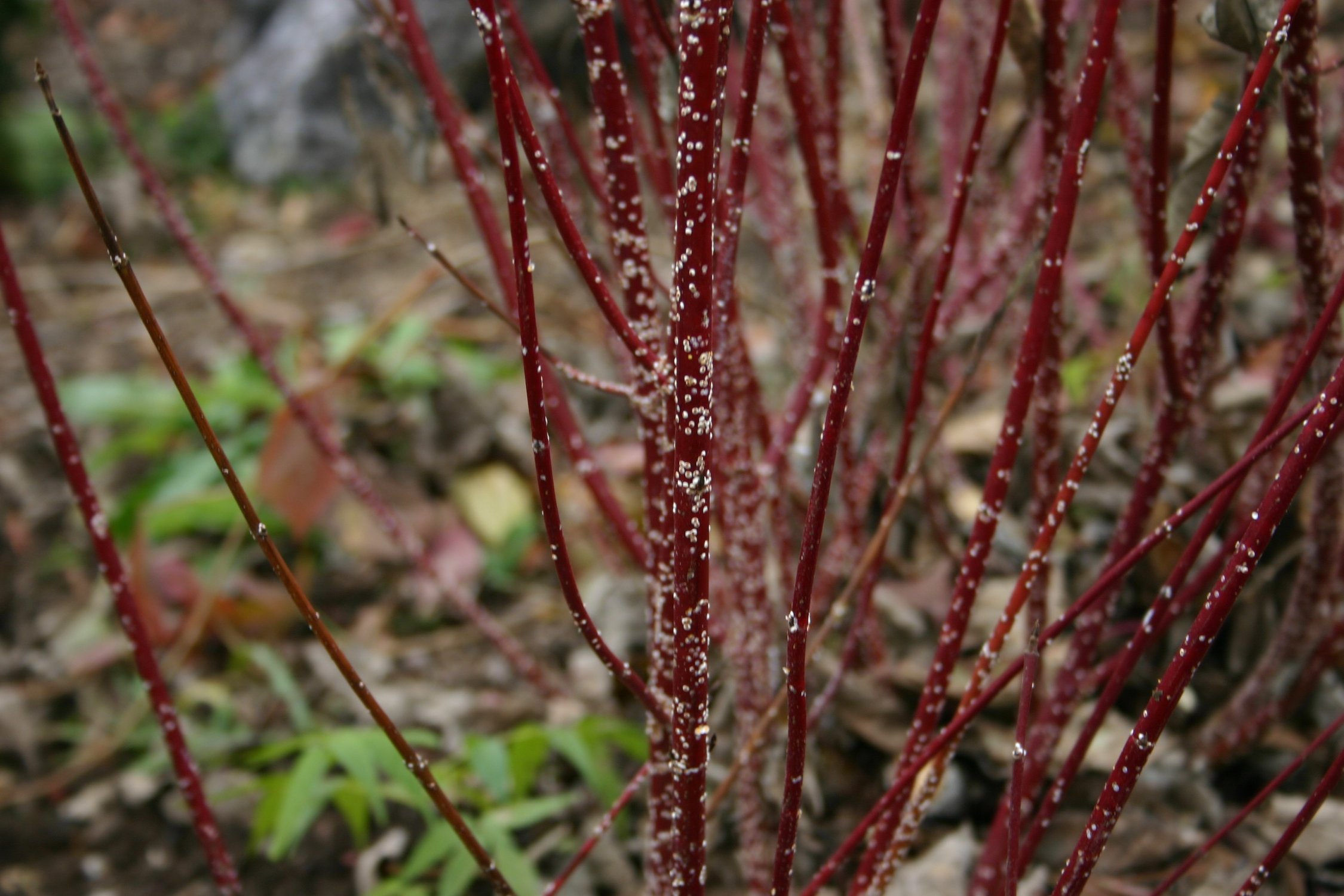 Scale on Trees and Shrubs: Identification, Treatment, & Prevention