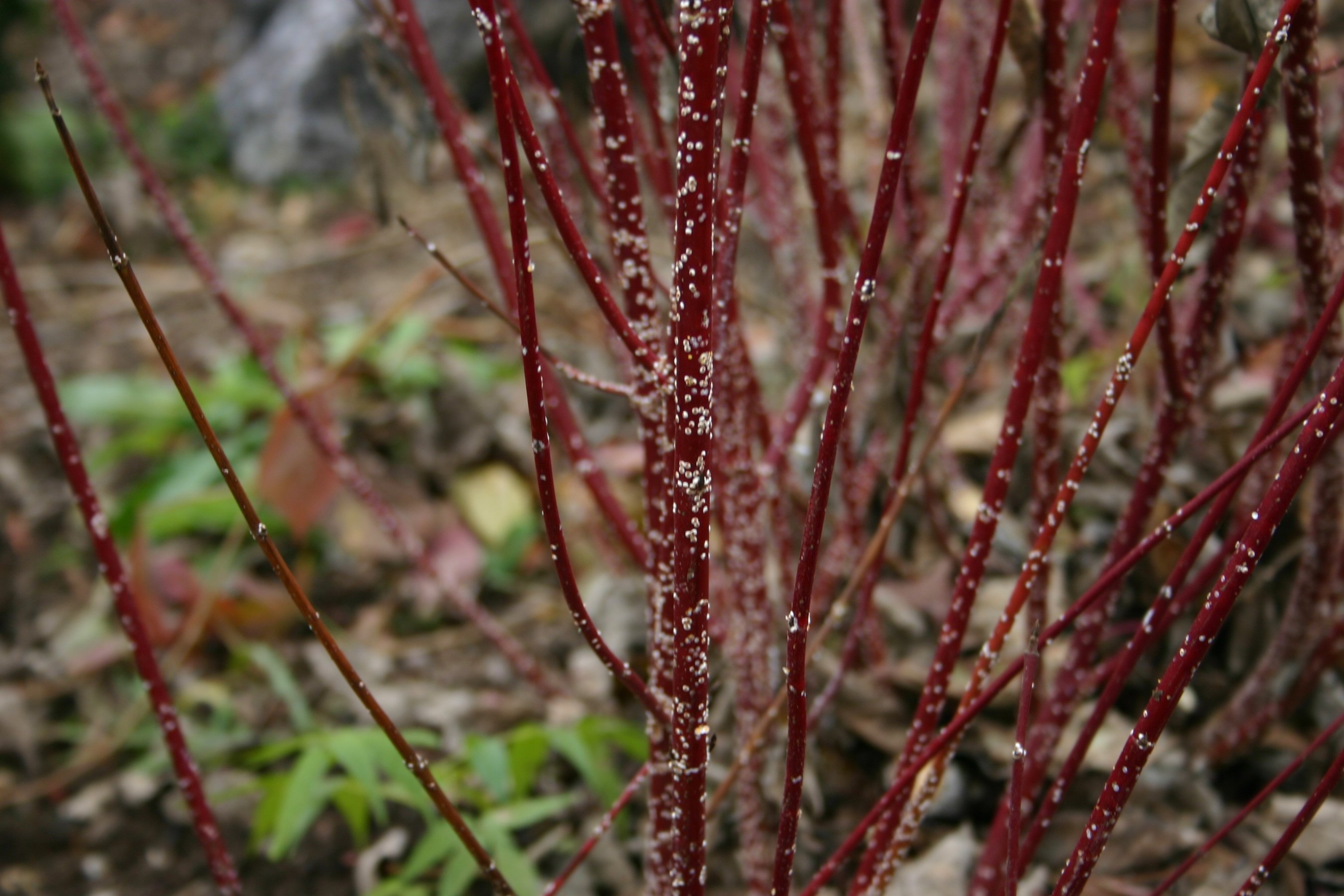 Scale on Trees and Shrubs: Identification, Treatment, & Prevention