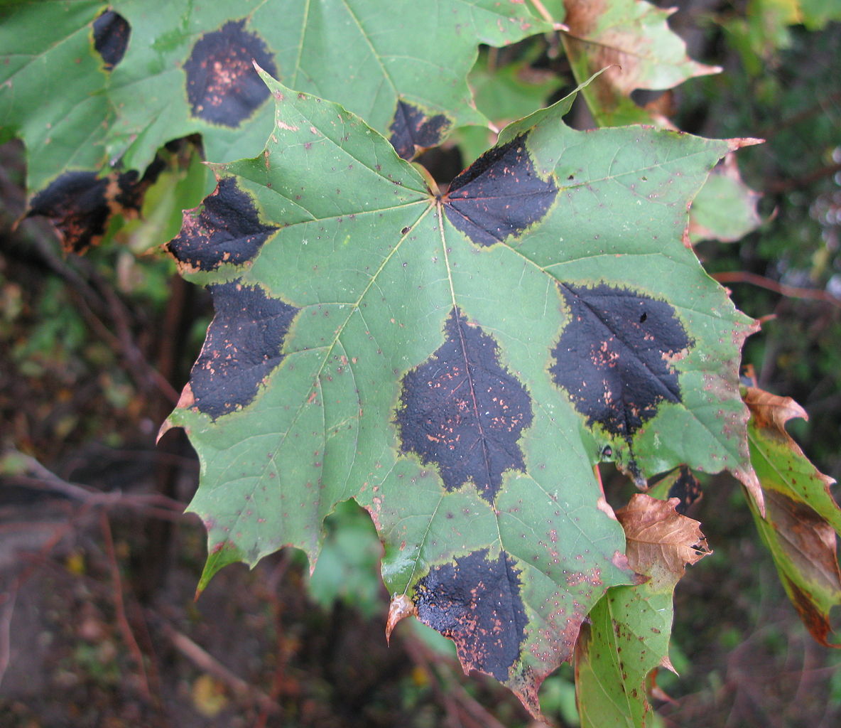 Why Are My Tree Leaves Yellow, Brown, or Black? Causes & Solutions ...