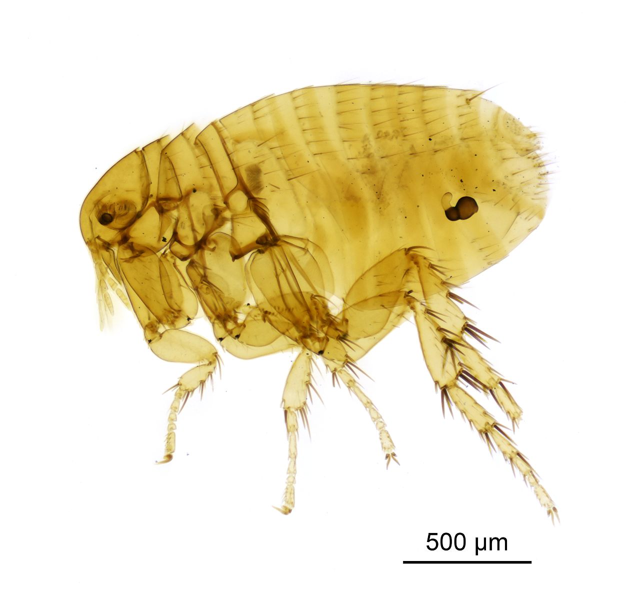 3 Reasons You Have Fleas in Your Yard & How To Treat it Fast