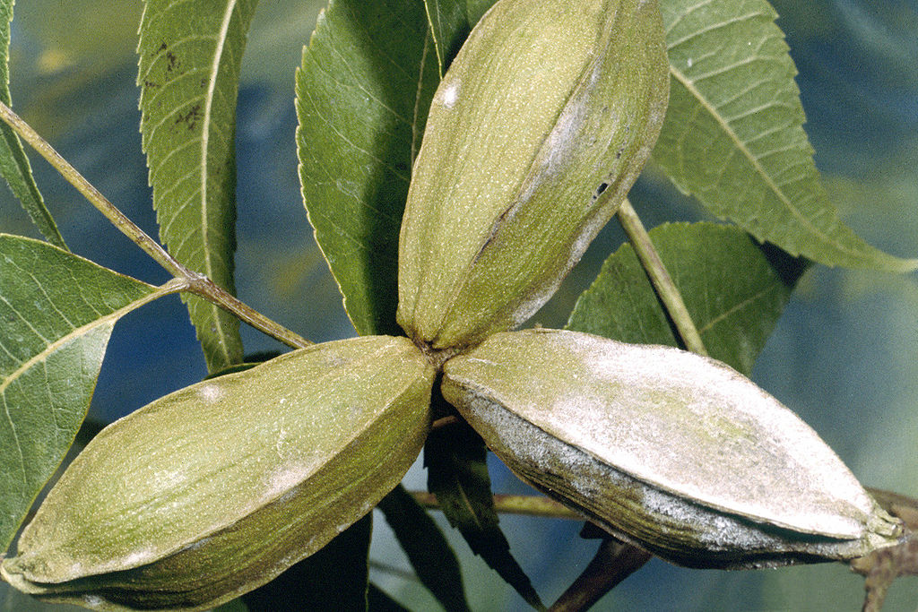 Identifying and Treating Common Tree Diseases: A Homeowner's Guide