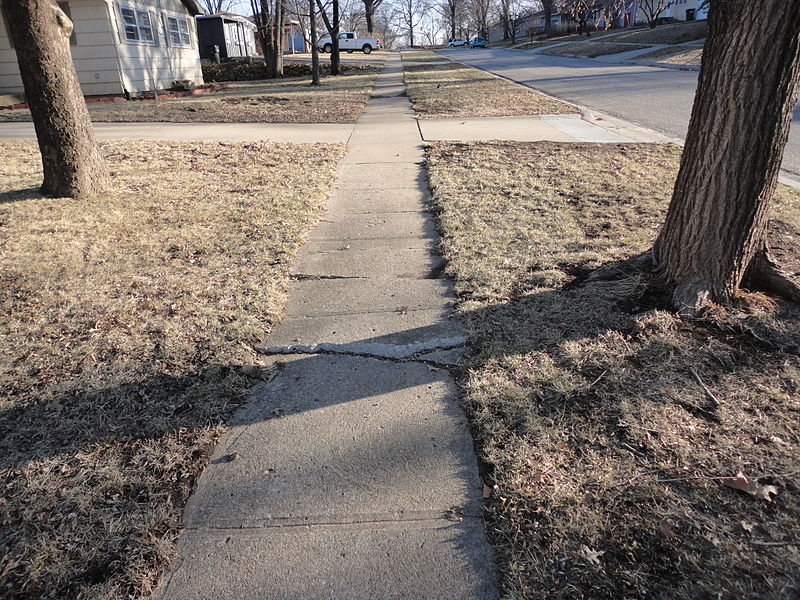 How to Tell if a Tree is Dangerous: 7 Tree Hazards to Look For