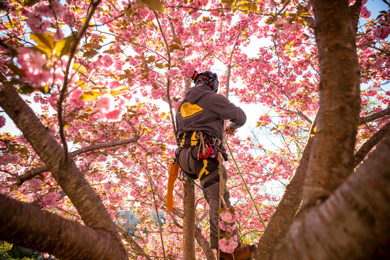 What is Root Collar Excavation & How Can It Help My Trees?