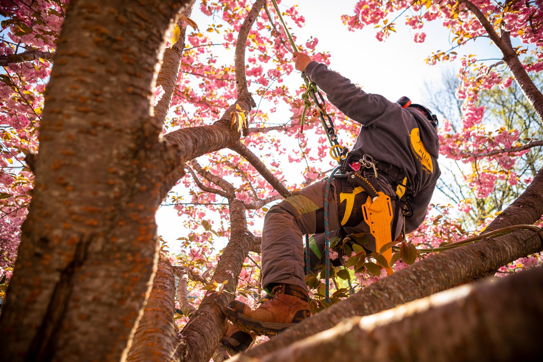 What is Tree Crown Reduction and How Much Does it Cost?