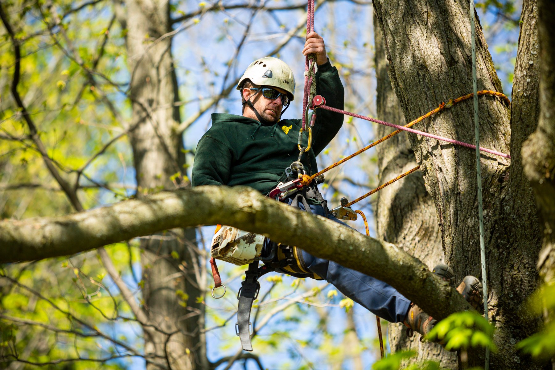 Tree Climber Training: How Joshua Tree Can Take You to New Heights