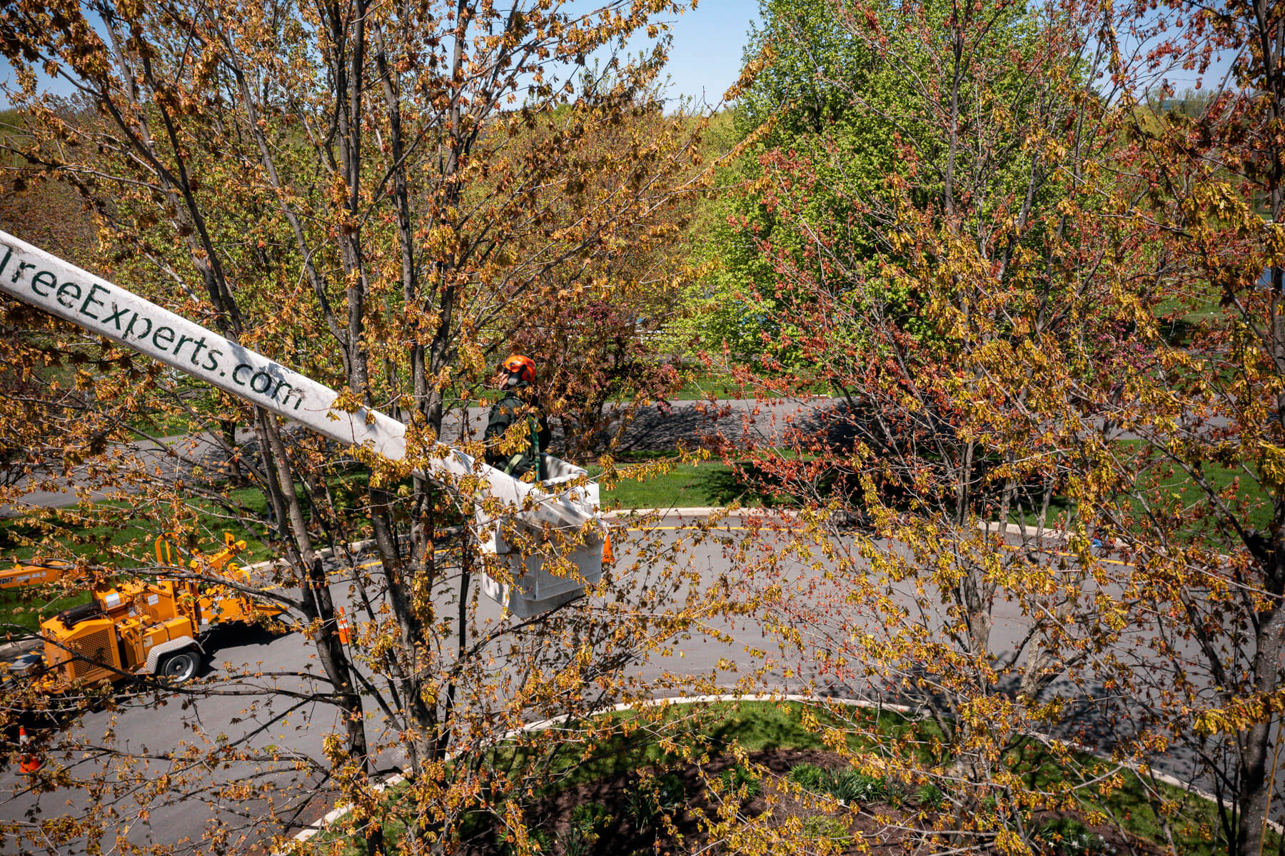 Taking Care of Aging Trees: 5 Tree Care Tips for Mature Trees