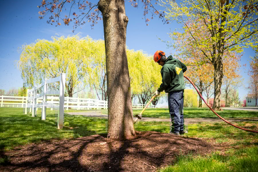 How to Save a Young Tree with Damaged Bark