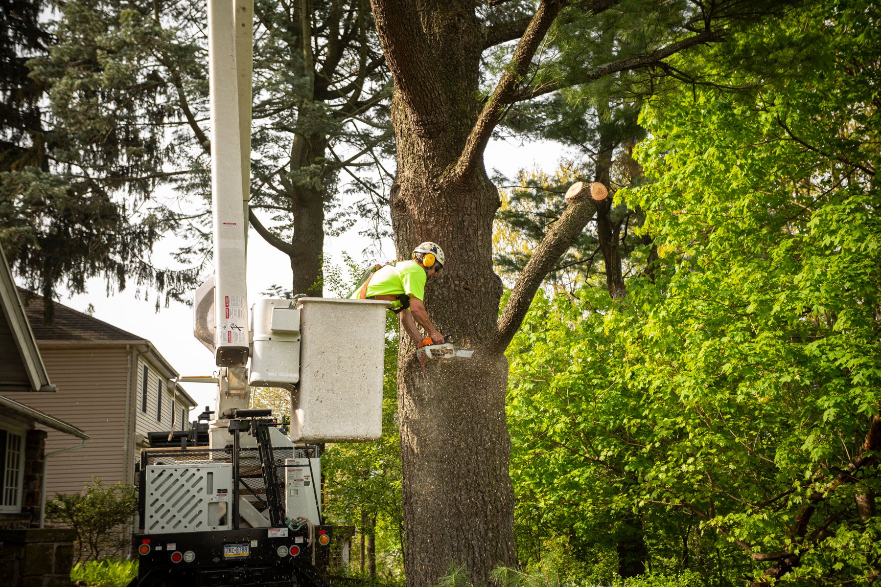 What is Tree Crown Raising & Why is it Important?