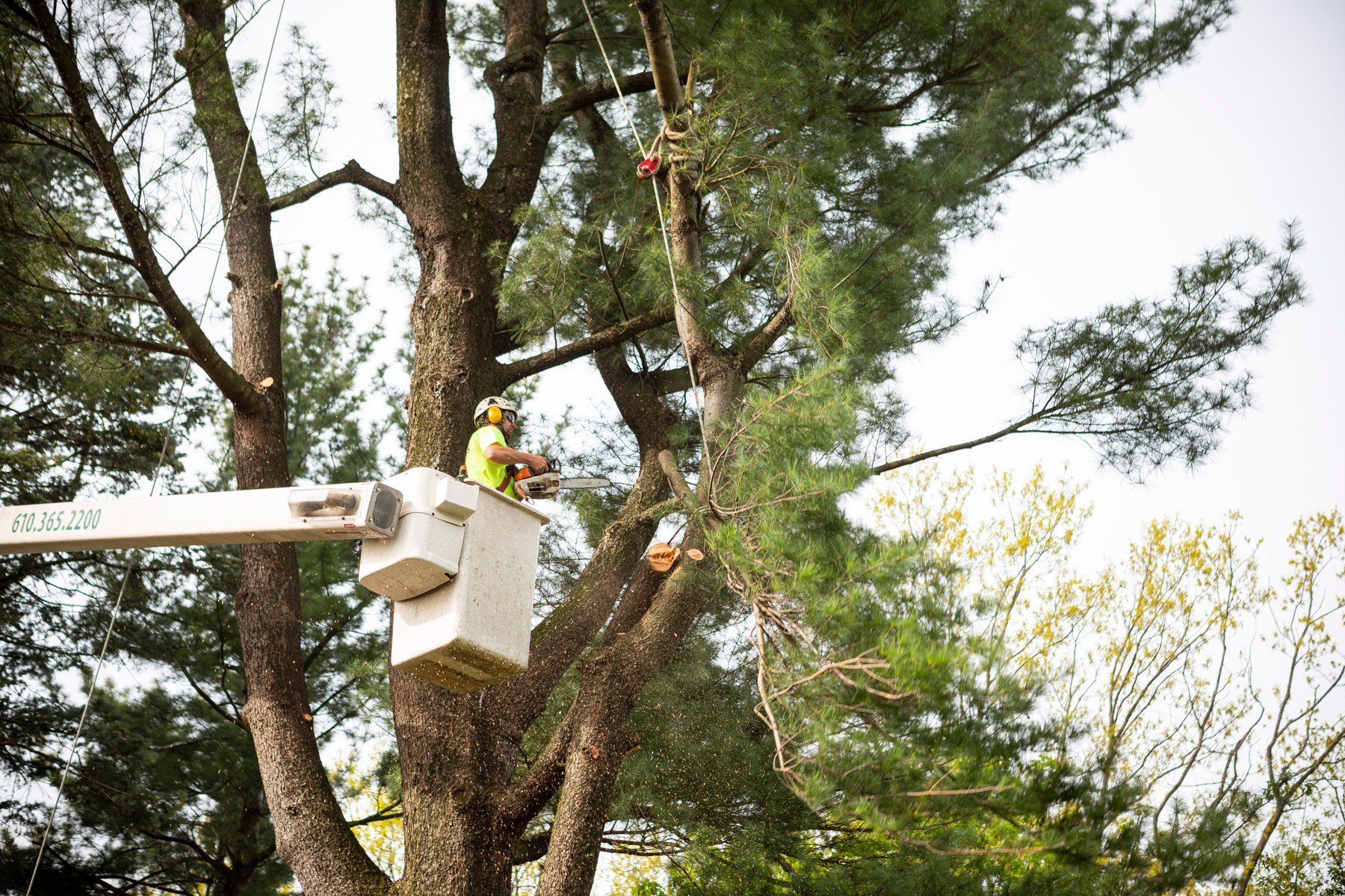 How to Protect Trees and Tree Roots During Construction & Excavation ...