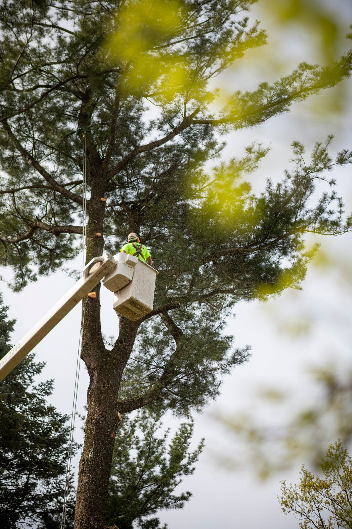 Why Tree Topping Is Outdated (& The Right Ways to Prune Large Tree ...