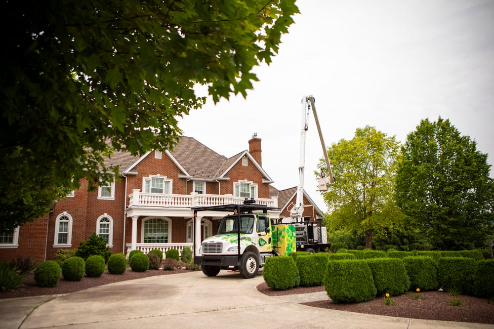 How To Plant A Tree: Step-by-Step Instructions