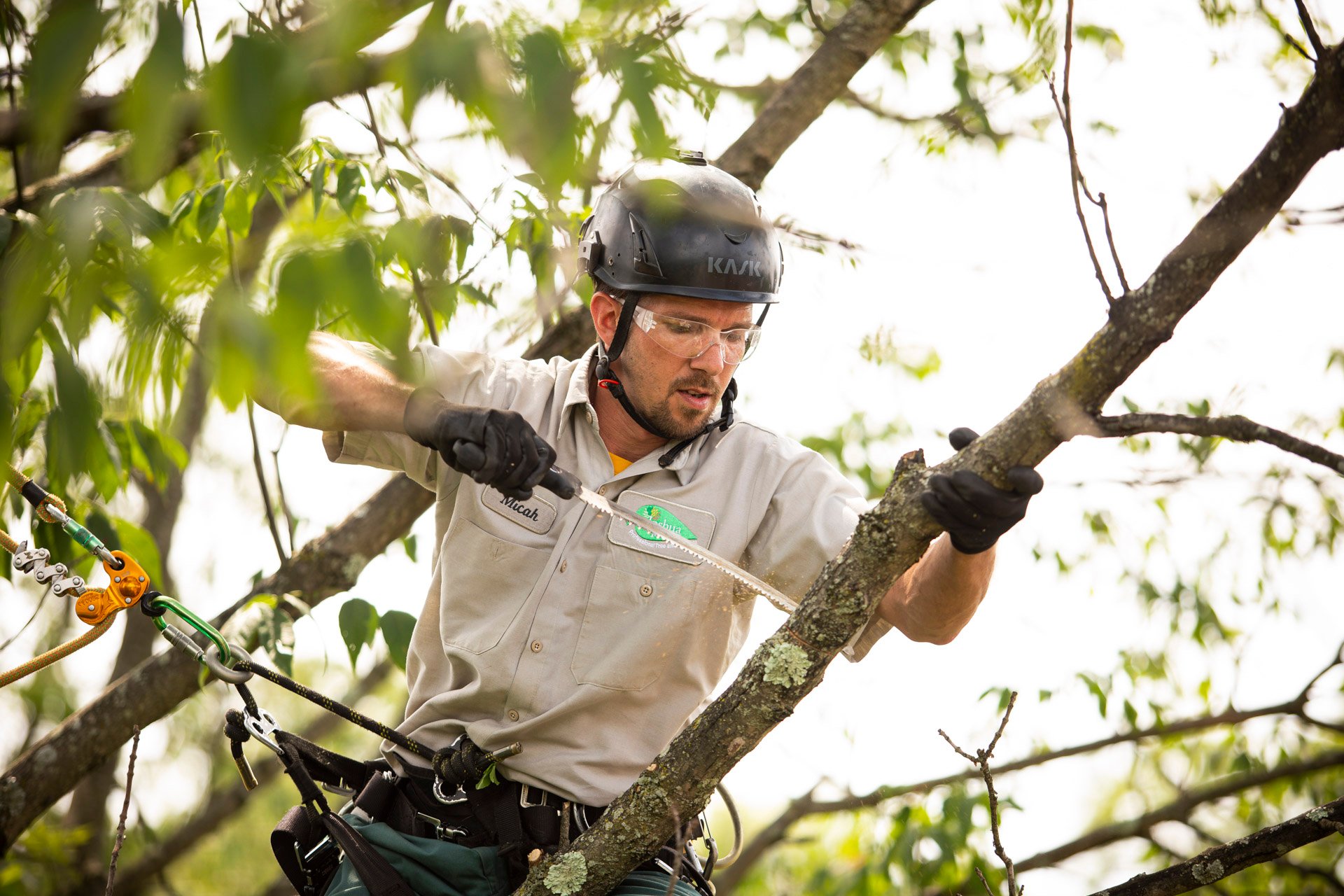 Snow-Bent & Ice-Damaged Trees and Shrubs: Prevention Tips, Remedies ...