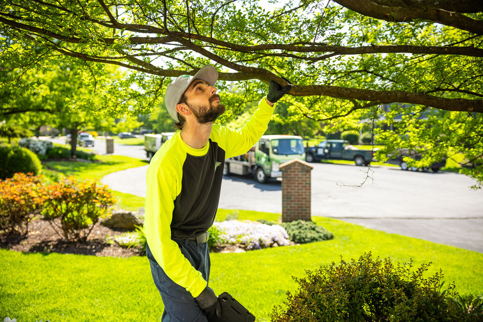 Scale on Trees and Shrubs: Identification, Treatment, & Prevention