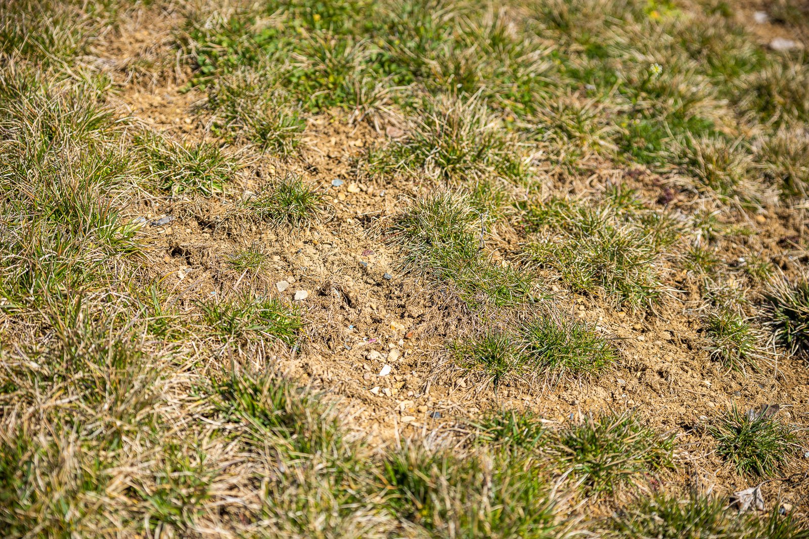 Will Your Grass Recover From Summer Patch Lawn Disease?