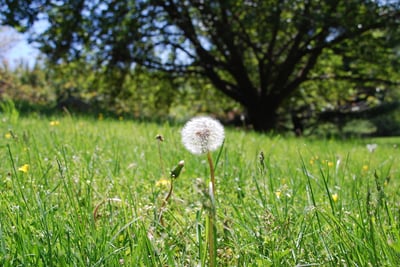 8 Troublesome Spring Lawn Weeds & How to Control Them