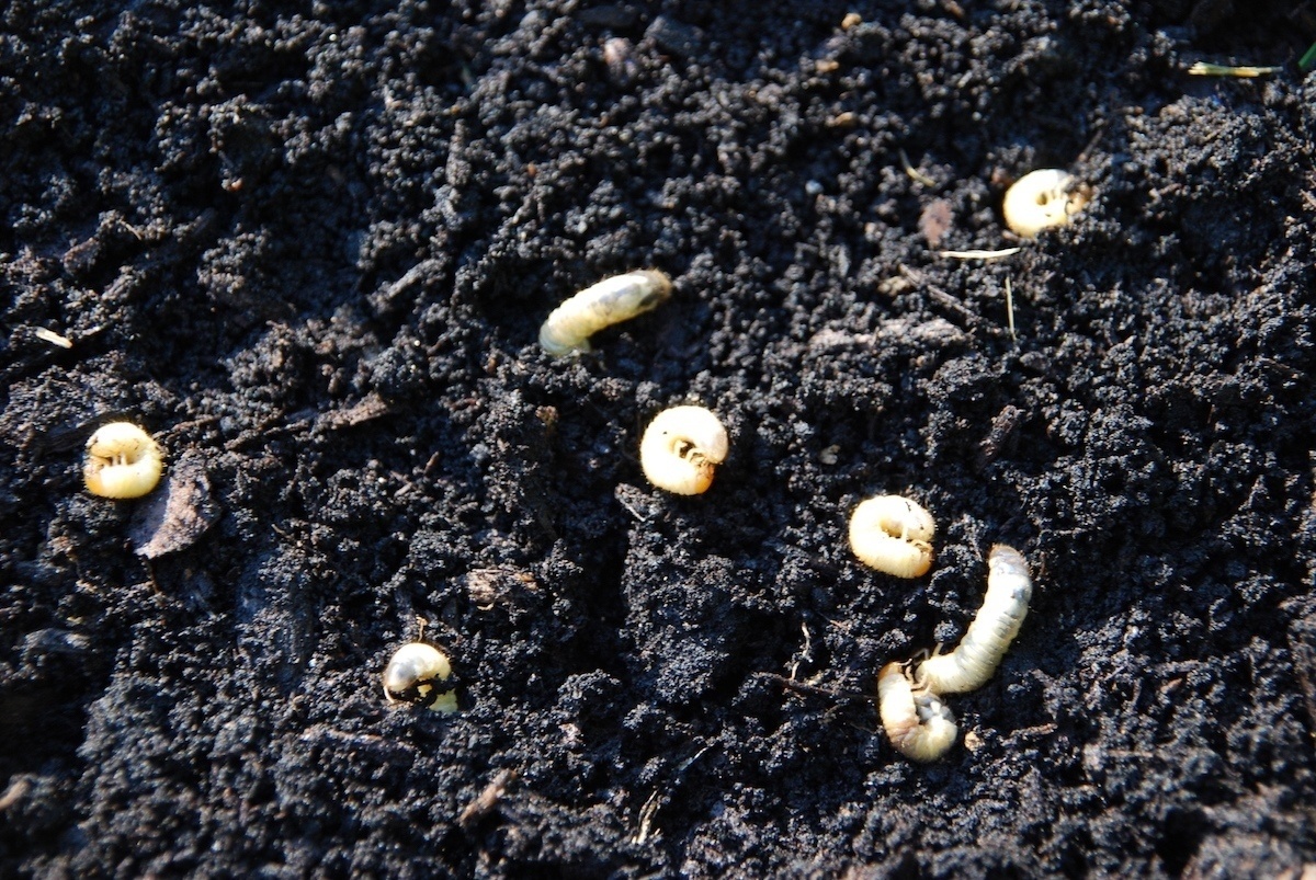 All About Grub Control: Timing, Benefits & Costs of Handling Lawn Grubs