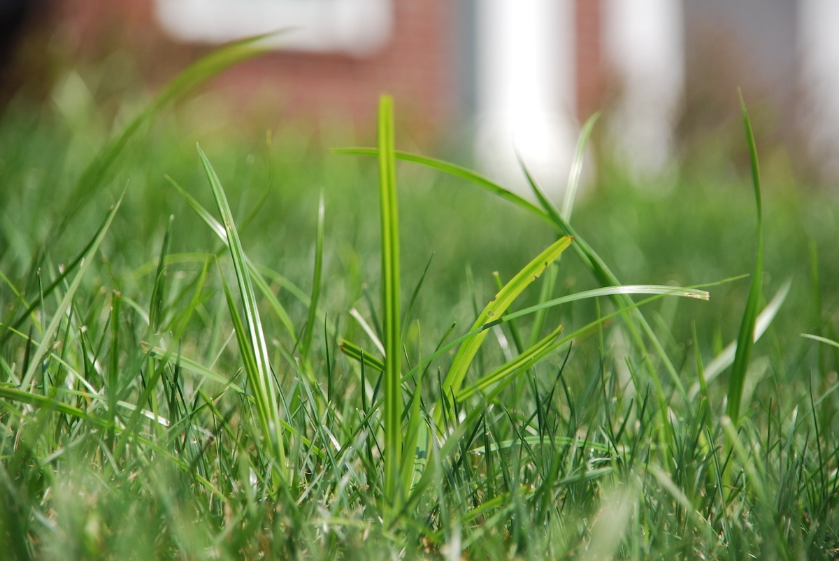 What Kind of Grass Do I Have? Learning About Grass Types in PA