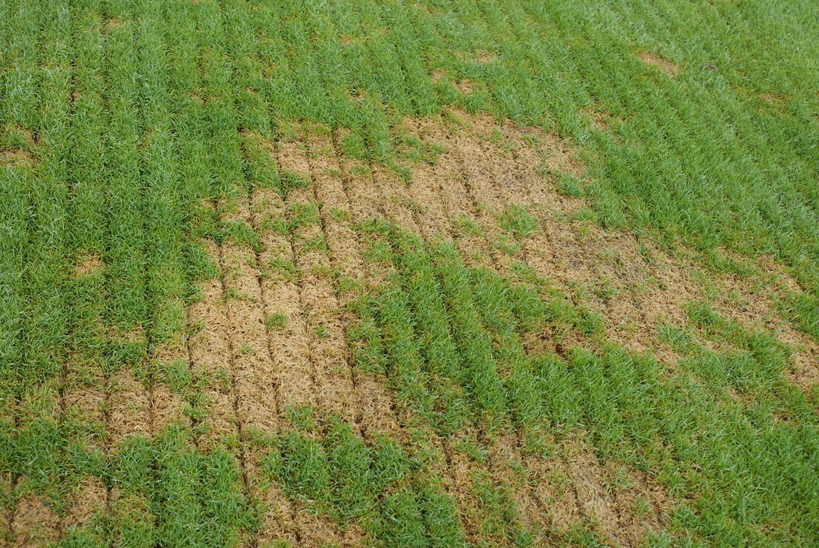 Aeration & Overseeding, Slice Seeding, Sod: Comparing New Lawn Methods
