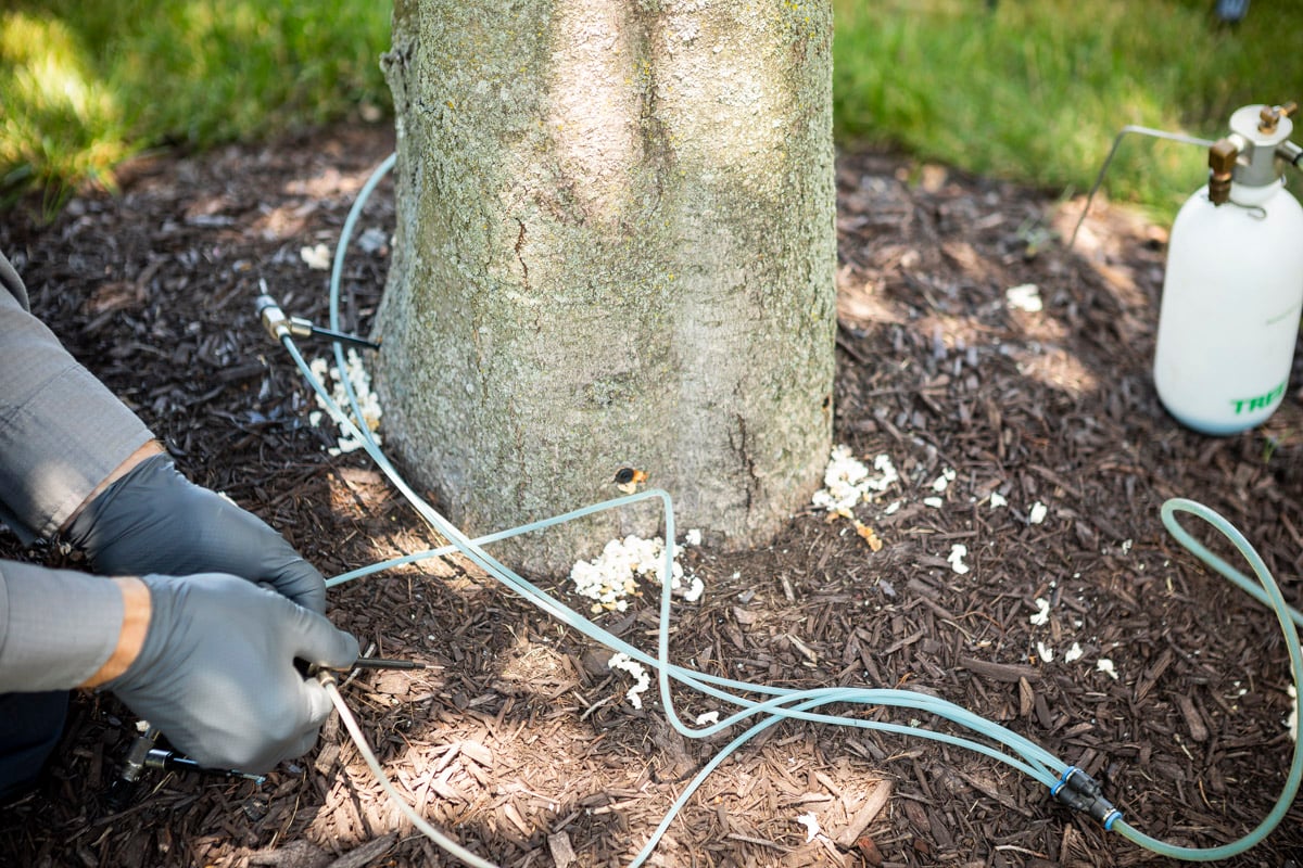 Tree Trunk Injections: Understanding This Key Plant Health Care Practice