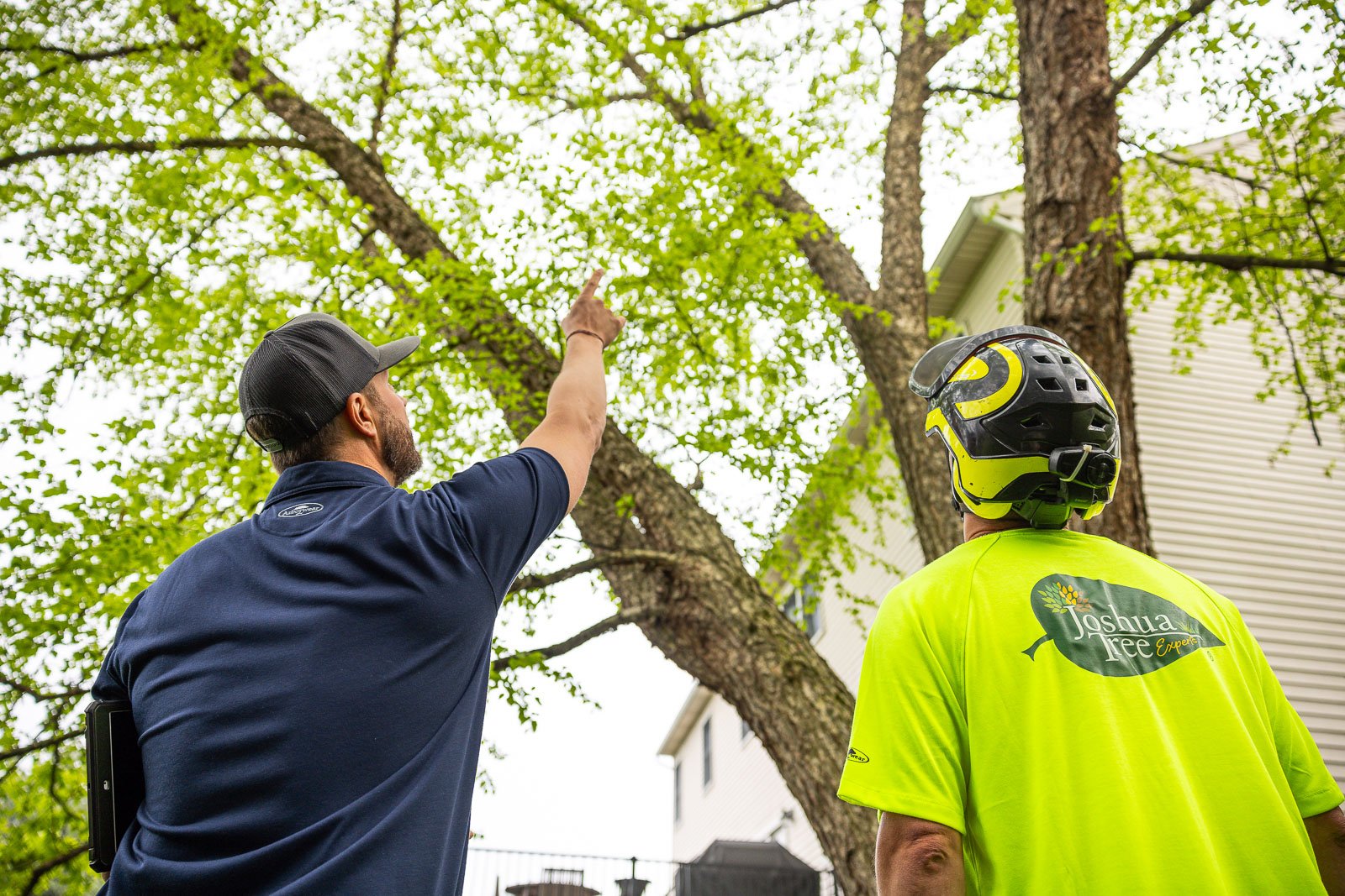 Tree Care | Joshua Tree Experts