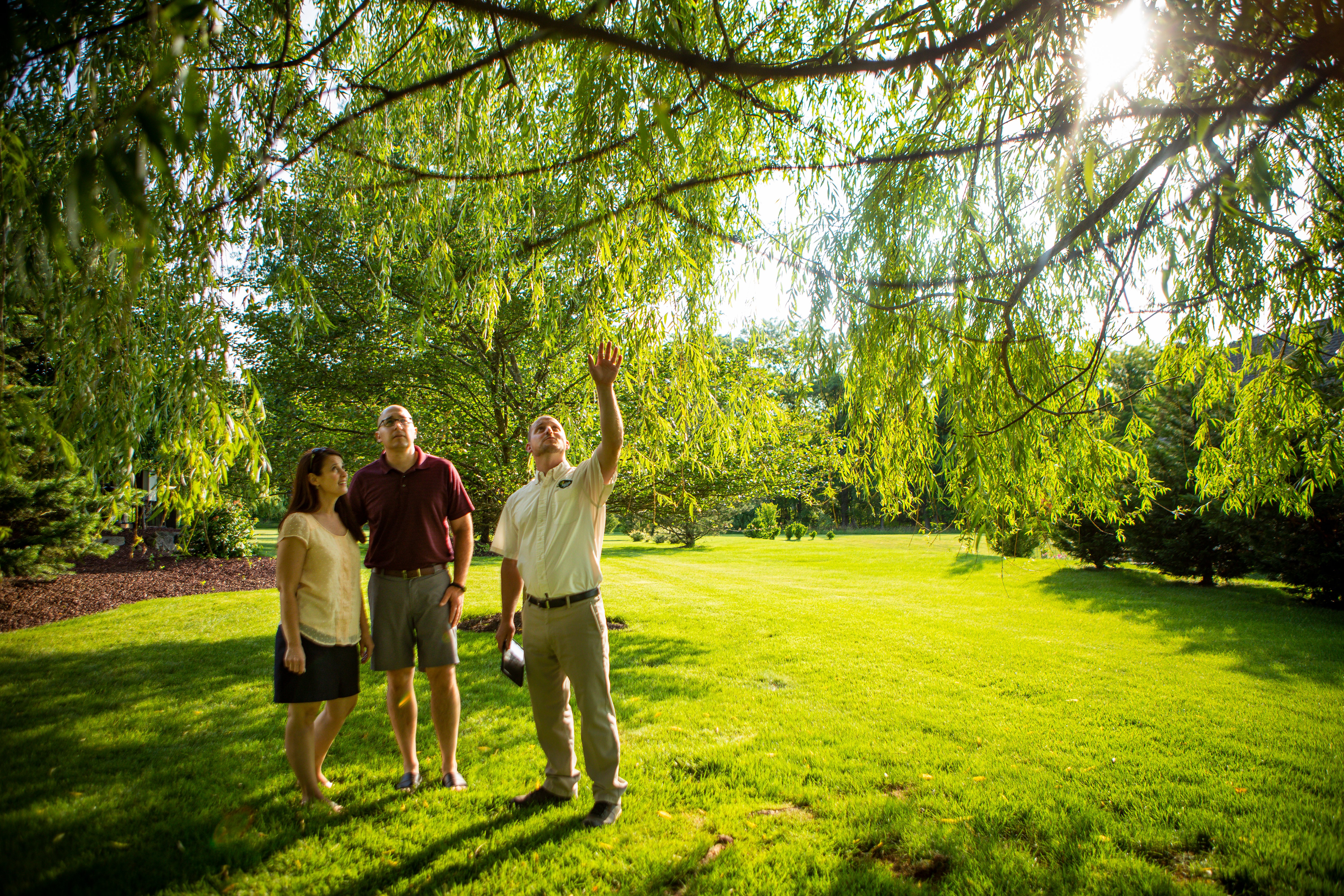 Tree Services in Stone Mountain | Joshua Tree Experts