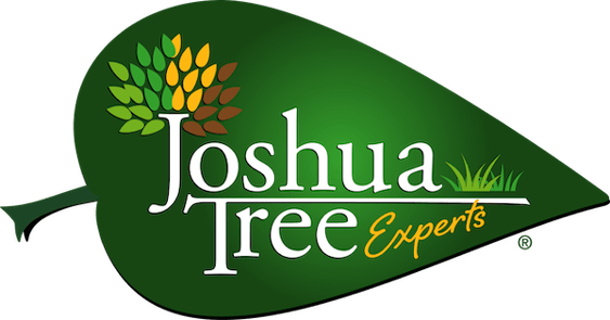 Tree Care | Joshua Tree Experts