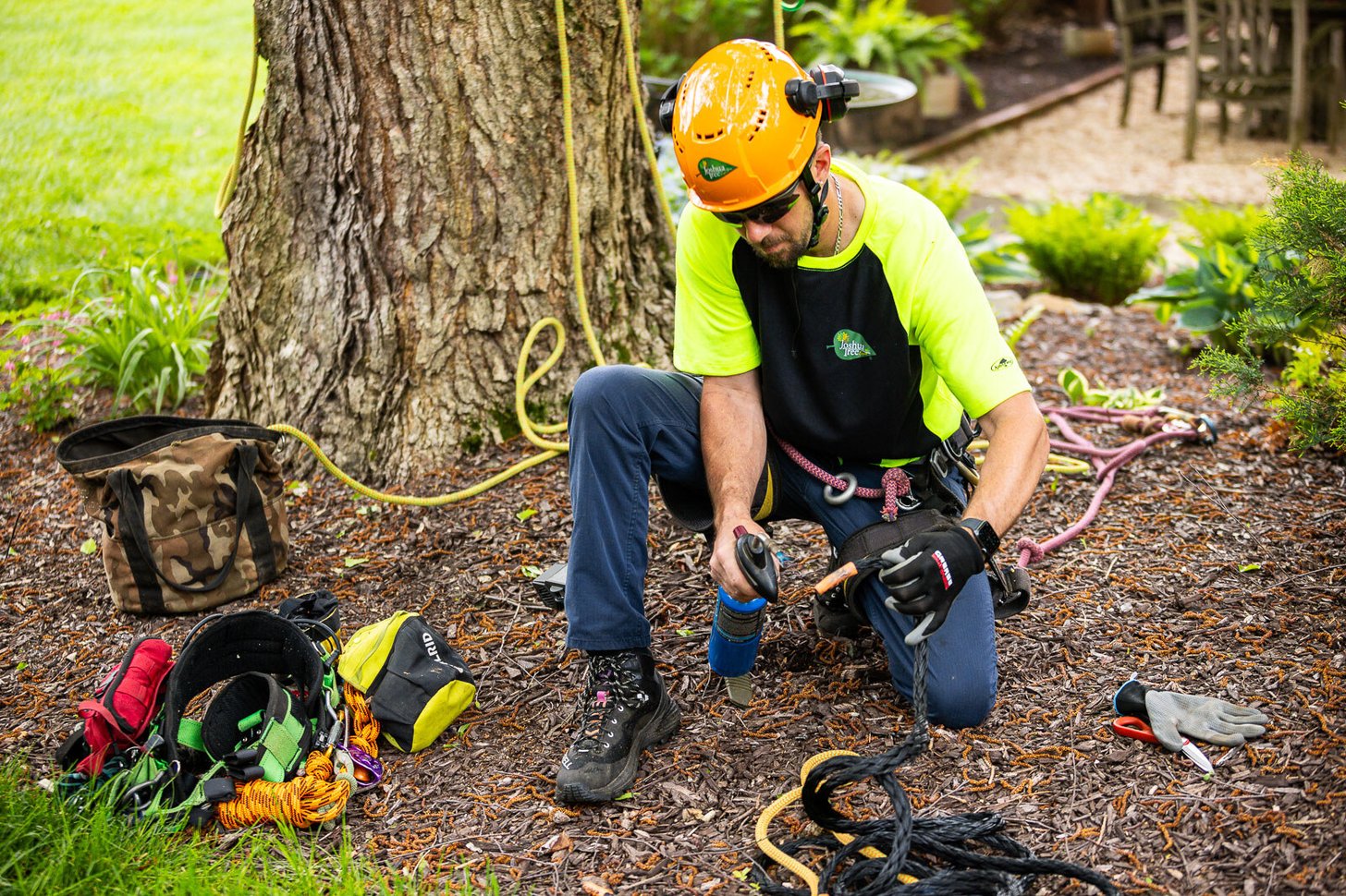 Tree Inspection: How Often, How it's Done and Potential Costs