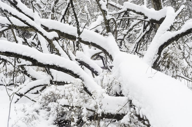Snow Bent & Ice Damaged Trees and Shrubs: Prevention Tips, Remedies ...