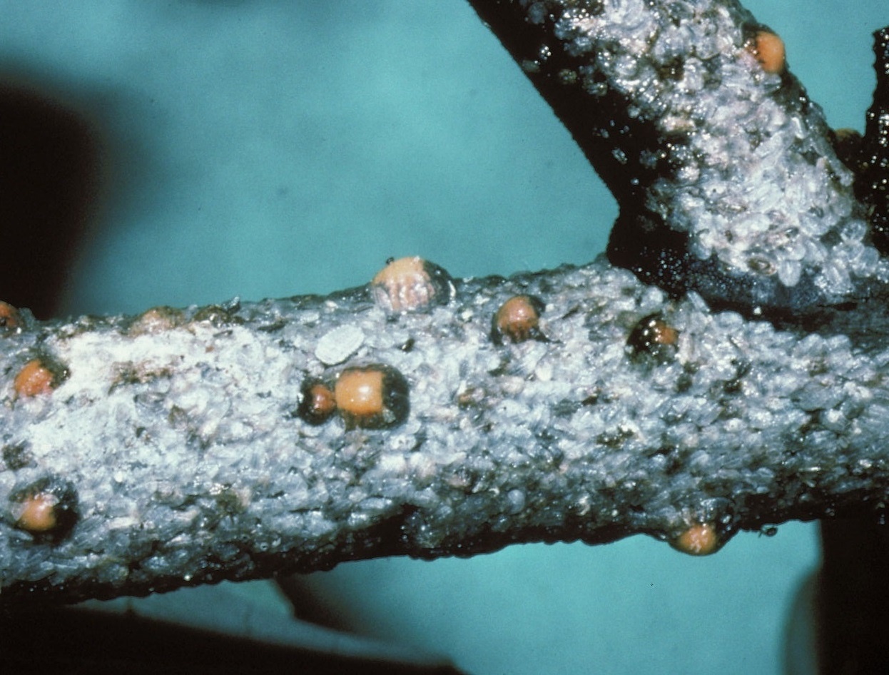 Scale on Trees and Shrubs: Identification, Treatment, & Prevention
