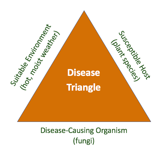 Help! My Tree Leaves are Yellow, Brown, Black and are Falling Off