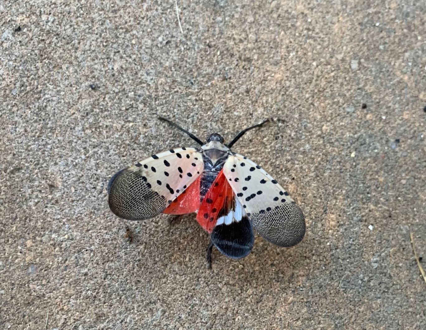How to Control & Prevent Spotted Lanternfly Infestations in Your Trees