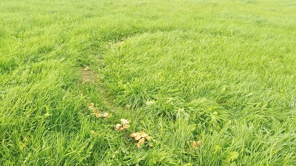 What Causes Fairy Ring Lawn Disease & How Do You Treat it?