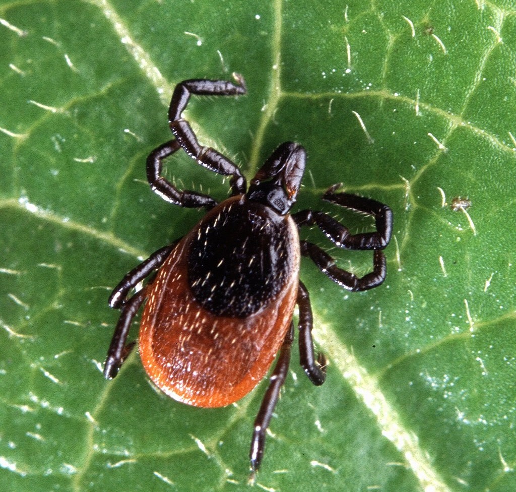 Tick Prevention & Control Tips for Homeowners