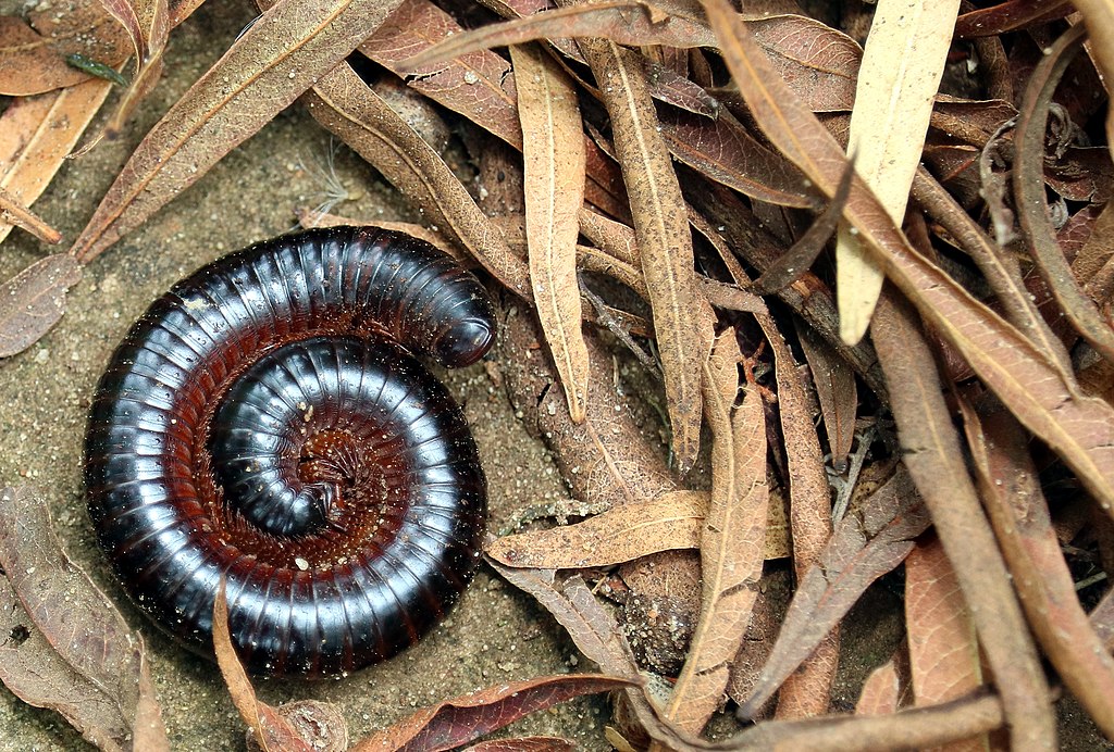 Killing Centipedes & Millipedes and Keeping Them Out of Your House