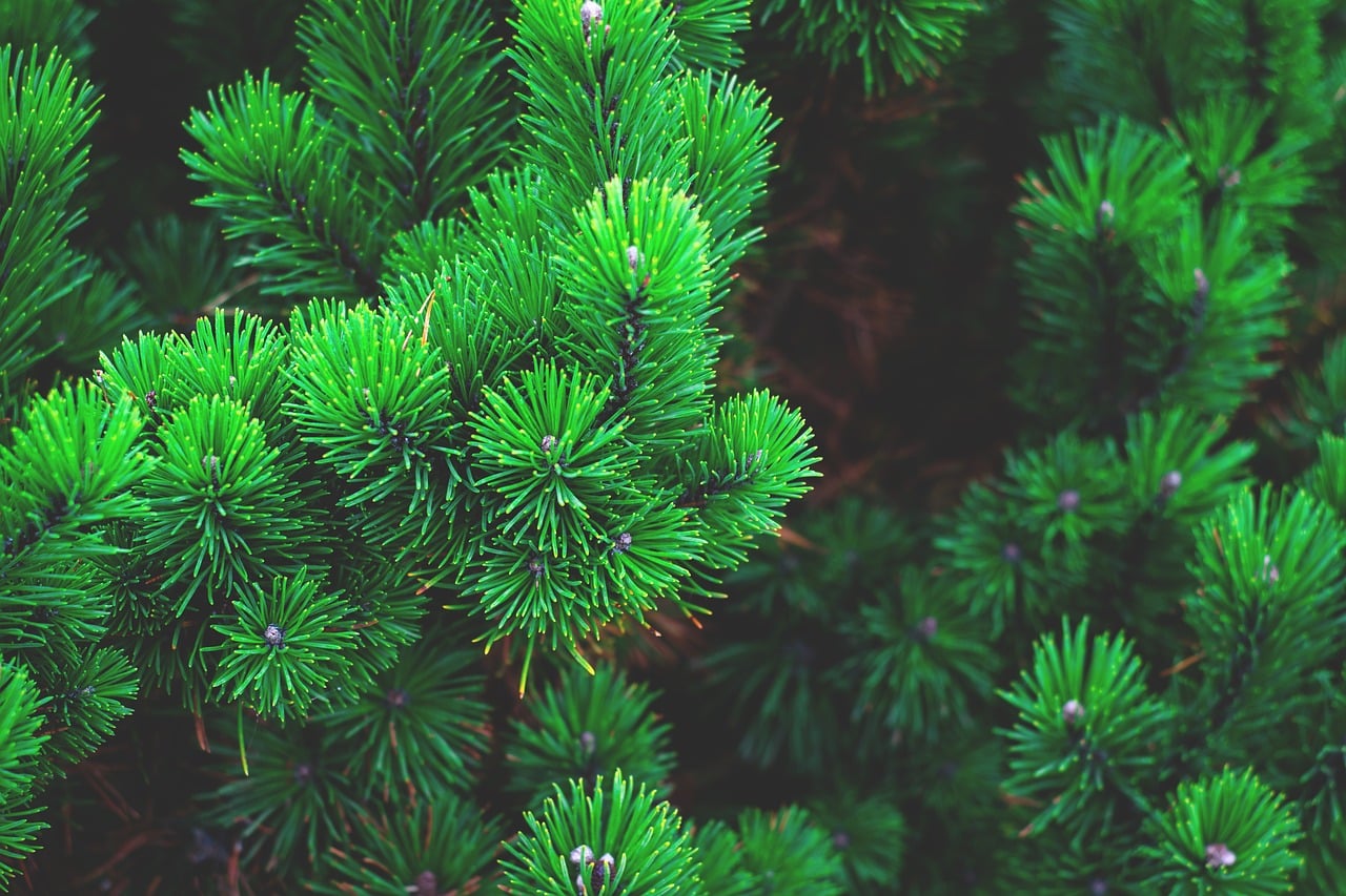 4 Common Pine Tree Problems and What to Do About Them