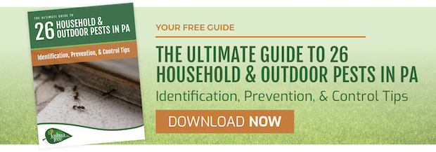 Ultimate Guide to 26 Household & Outside Pests in PA