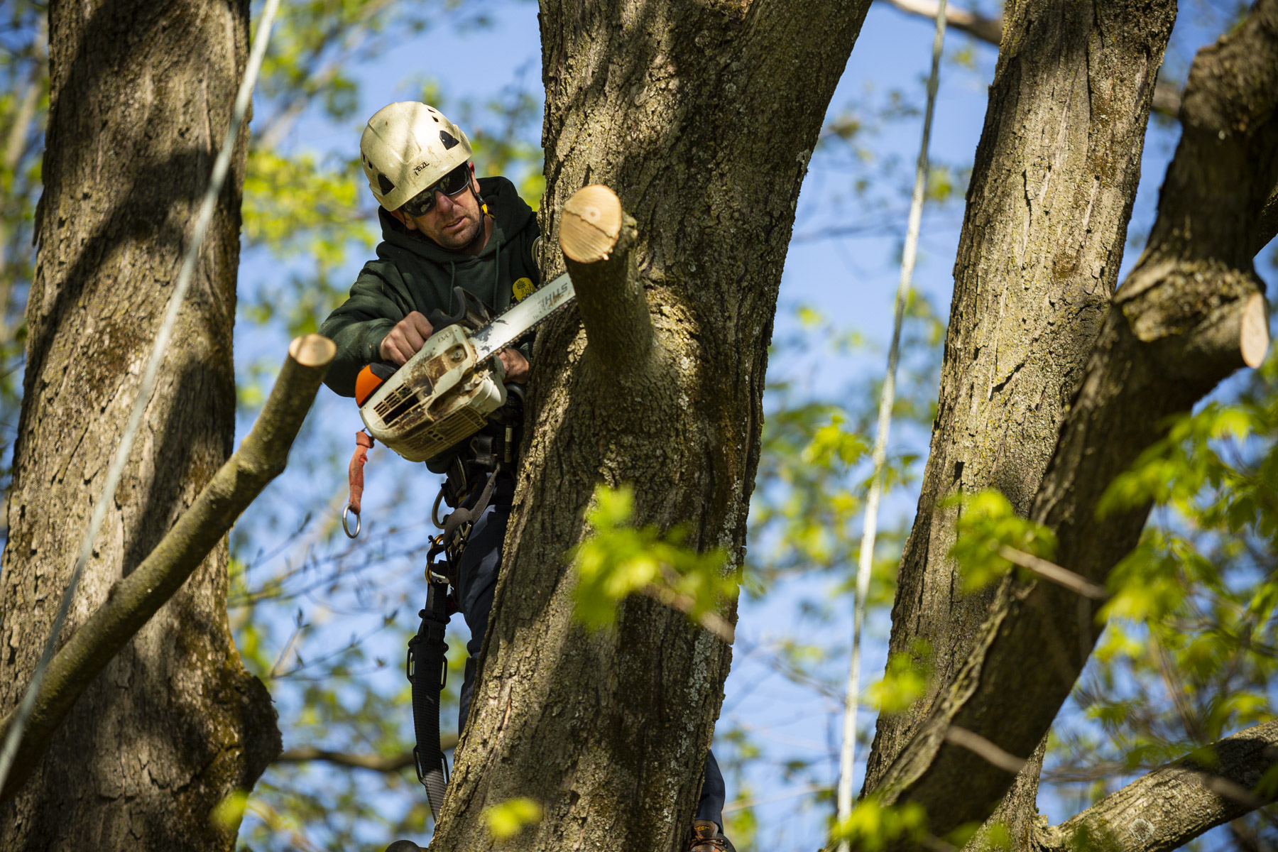 4 Winter Pruning Tips for Trees and Shrubs