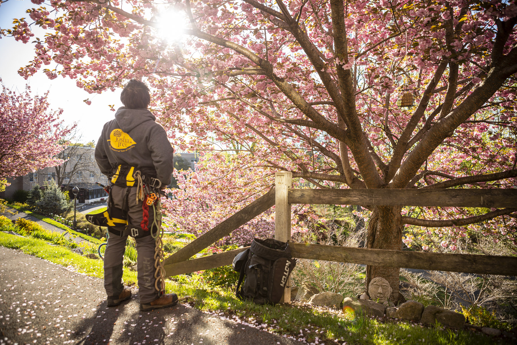 Request a Free Consultation | Joshua Tree Experts