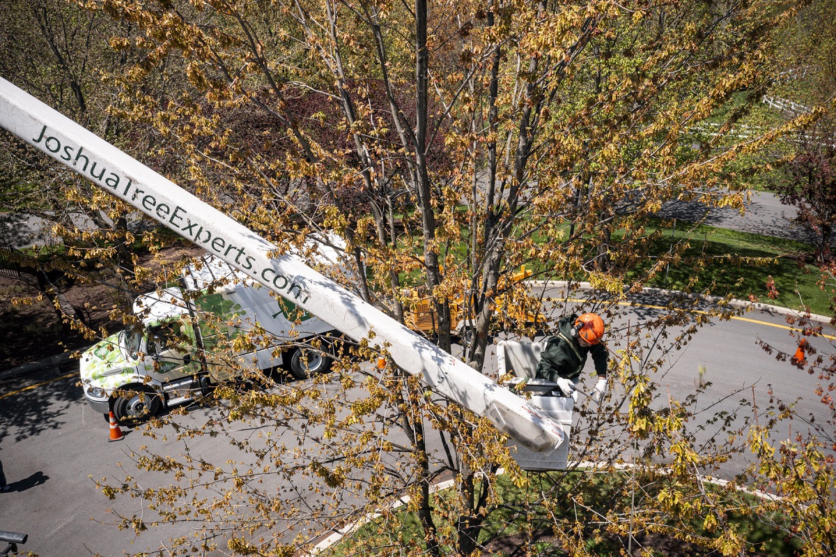 The Correct (And Incorrect) Ways to Prune Large Shade Trees