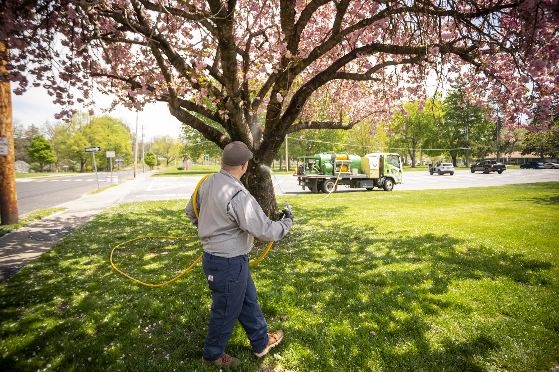 How to Care For Trees in Pennsylvania: Fertilizing, Pruning, Pest ...