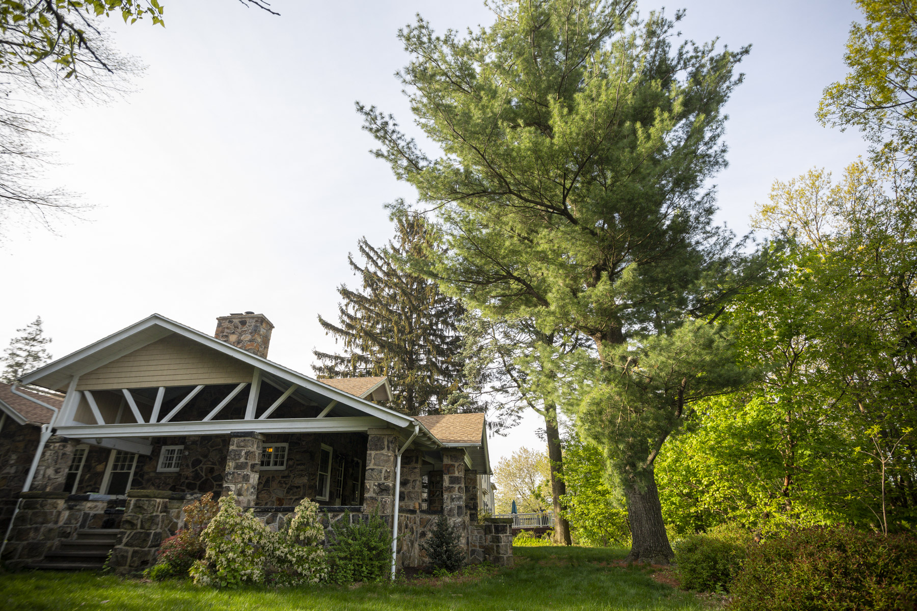 Conifer Needle Drop: When It Happens, Which Trees Drop Needles & Signs ...