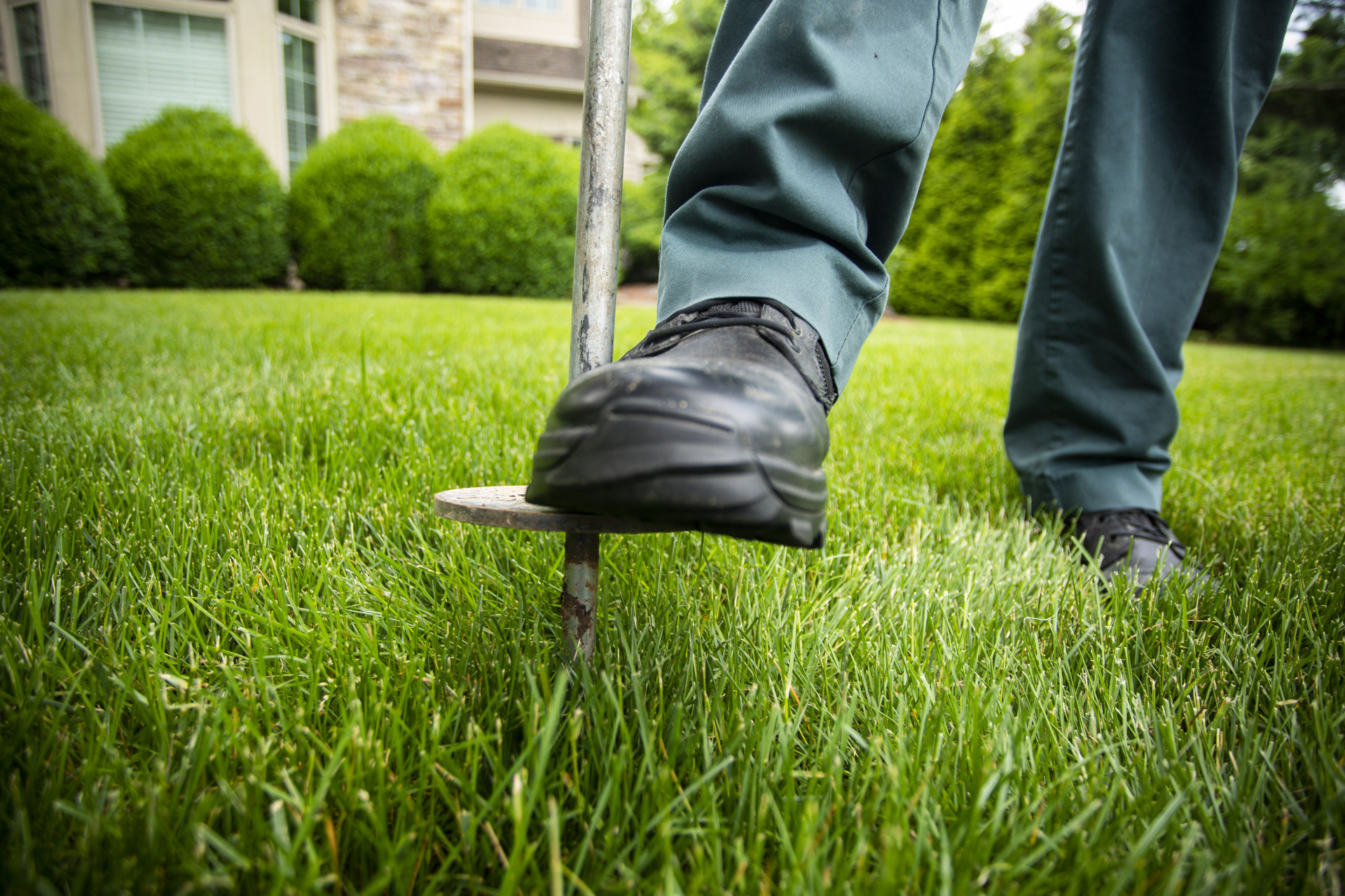 Tree Fertilizing Service | Joshua Tree Experts