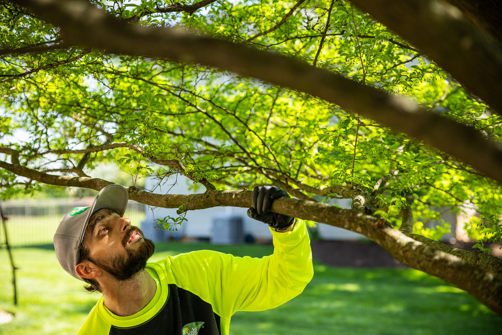 5 Signs of Tree and Shrub Problems: Pests, Diseases & More