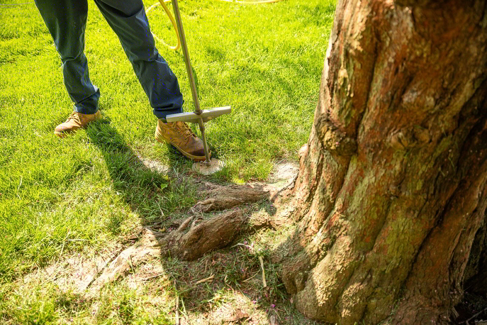 Deep Root Fertilization: 4 Important Facts About Fertilizing Trees