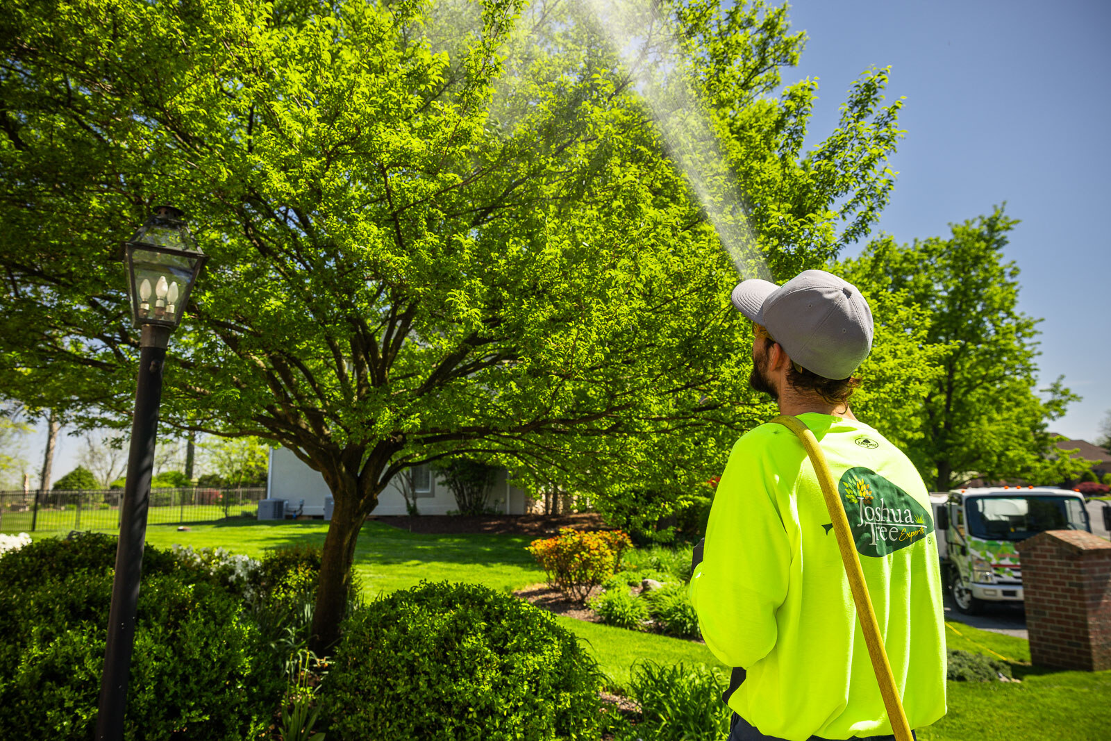 4 Important Facts About Tree Spraying