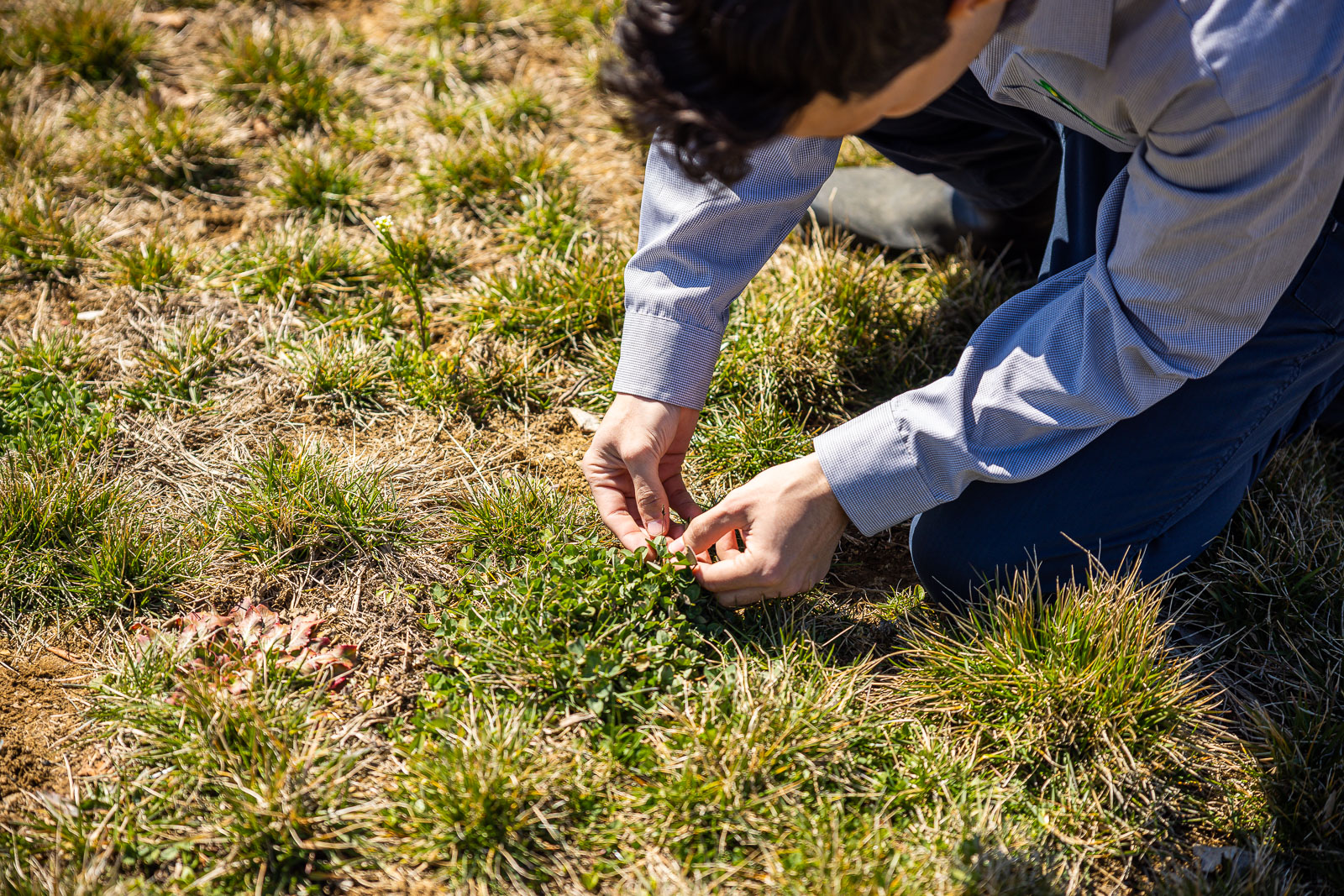 How to Fix Dead Grass Areas: What to Do (and What NOT to Do)